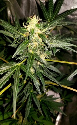 Buy Mean Urkle (Purple Urkle x Martian Mean Green) - 12 Regs - $100 per ...
