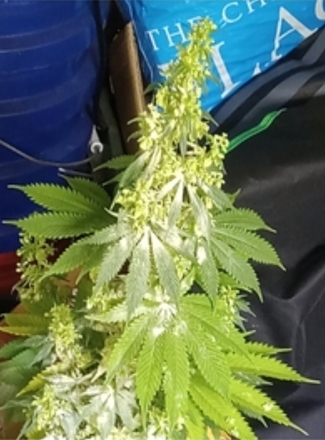 Buy Double Dose Diesel pollen Katsu seeds/Stone farms - $30 per unit on ...