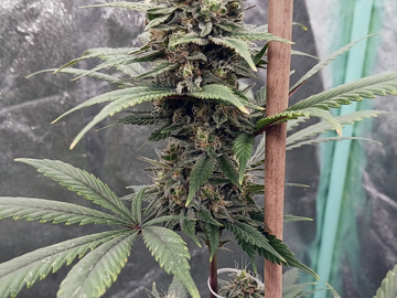 Explore the best place to buy marijuana Seeds online | Strainly
