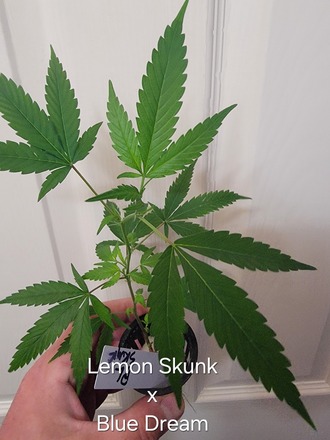 Buy Lemon Skunk x Blue Dream - Clone Auction - $75 on Strainly