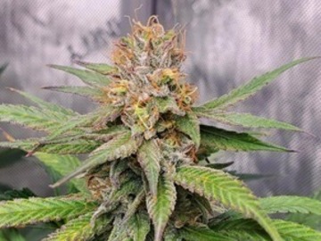 Explore the best place to buy marijuana Seeds online | Strainly