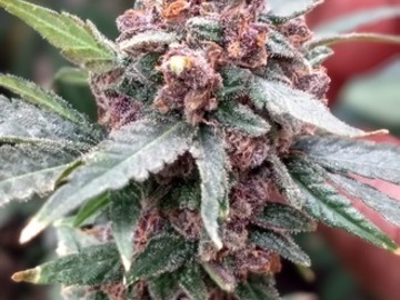 Explore the best place to buy marijuana Seeds online | Strainly