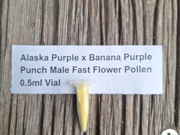 Explore the best place to buy Pollen online | Strainly