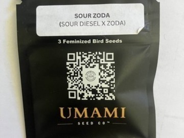 Explore the best place to buy marijuana Seeds online | Strainly