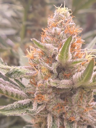 Buy JillyBean- Candy Store Pheno (Subcool) - $99 per unit on Strainly