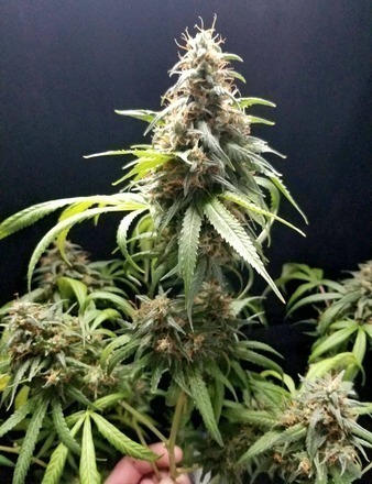 Buy Panama Red - 12 Regs - $150 per unit on Strainly