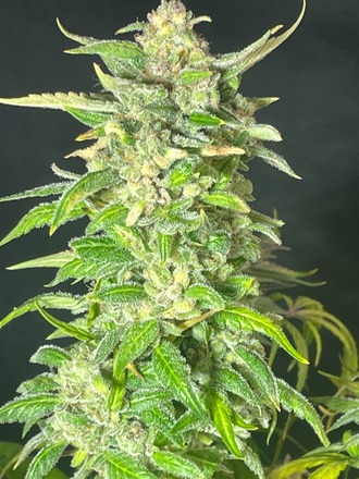 Buy Double Grape x Iced Gushers (Feminized Autoflower 50pack) - $60 per ...