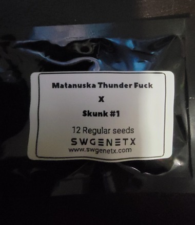 Achetez Matanuska Thunder Skunk - (MTF x Skunk #1) - 12 Regs - 75 $ par ...