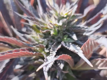 Strainly - The #1 growers marketplace Empowering growers
