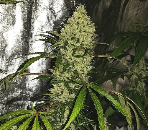 Buy MTF aka Matanuska Thunder Fuck - 12 Regs - $150 per unit on Strainly