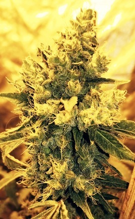 Buy Denali OG (Denali x Goji OG) - Clone Auction - $75 on Strainly
