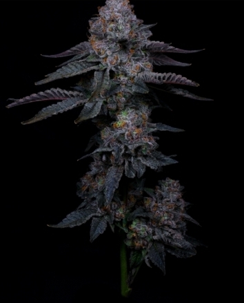 Buy OZK x Coffin Candy x Grape Gas(No Mold Outdoor Variety Pack) - $90 ...