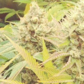 Profile of Radical Seeds - Strainly